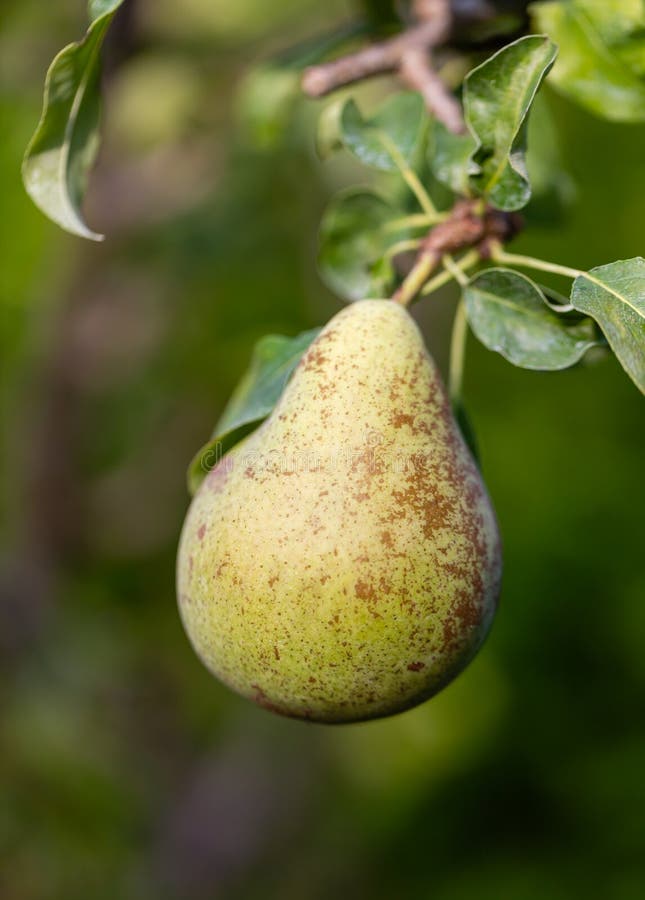 Pear Named Concorde - Pyrus, Fully Ripe Fruit before Harvest on the ...