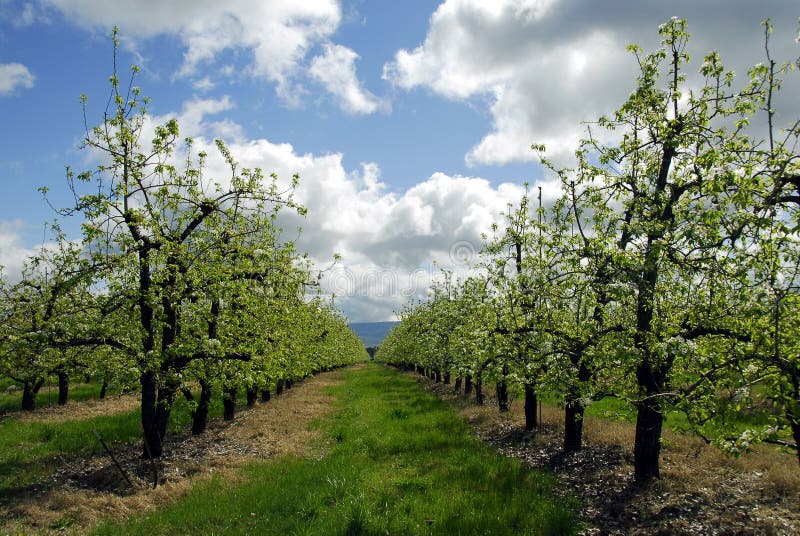 Kentish pear orchard stock photo. Image of meal, cultivation - 2604668