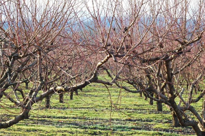 Pear Orchard stock photo. Image of farm, seasonal, fall - 26515150