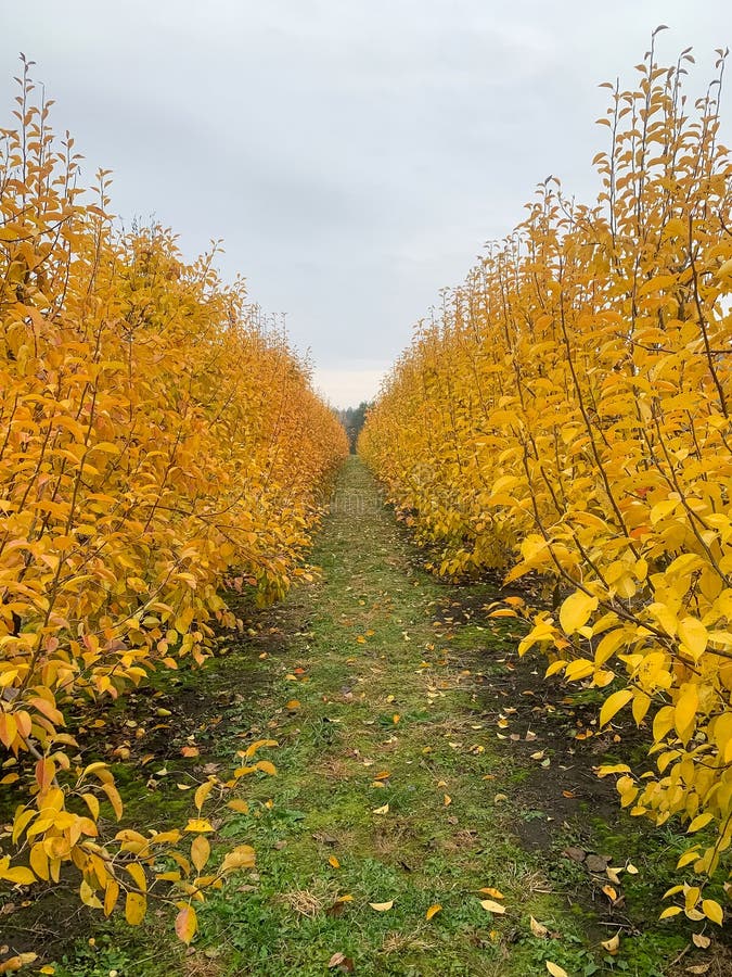 Pear Orchard in Autumn with Bright Yellow Leaves. Stock Photo - Image ...