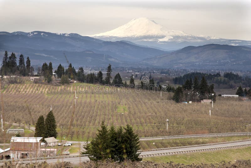Pear Orchard in Hood River Oregon Stock Photo - Image of gorge, tourism ...