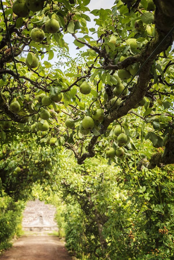 Pear orchard stock image. Image of autumn, freshness - 126299943