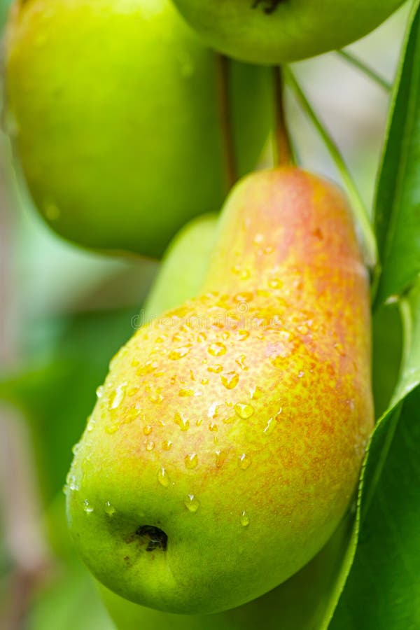 Pear Orchard. Ripe Pears in the Garden Ready for Harvest. Stock Photo ...