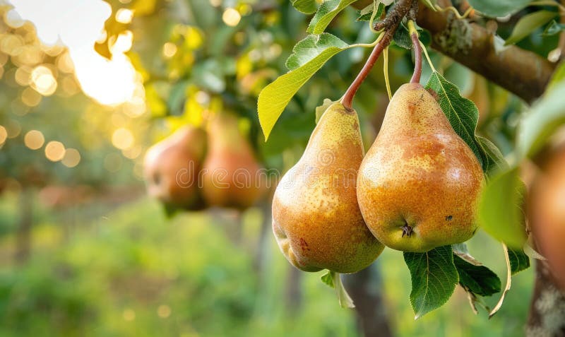 Pear Orchard with Ripe Pears Hanging from Trees Stock Photo - Image of ...