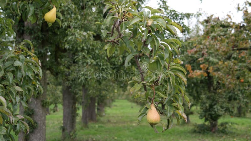 Pear orchard stock photo. Image of green, pears, branch - 81975682