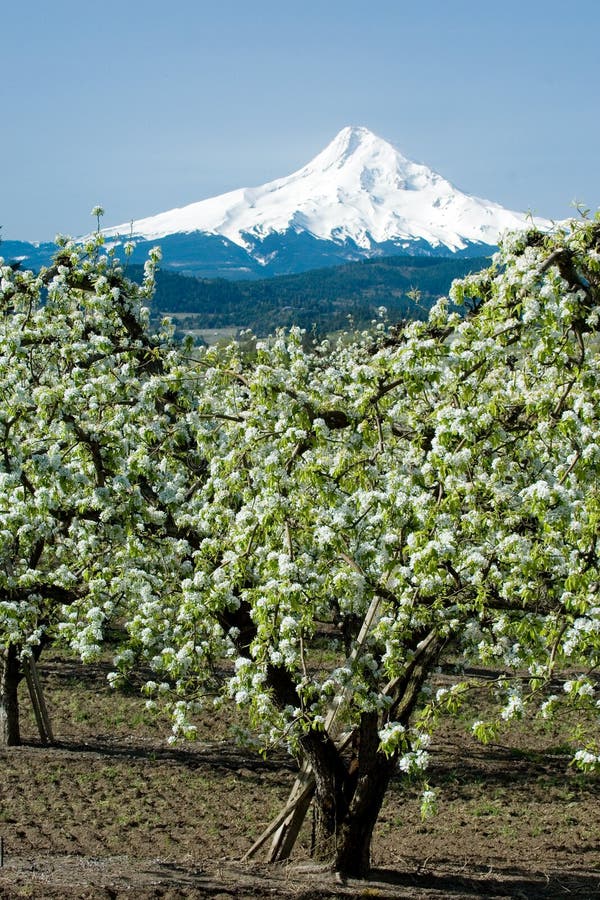 Pear orchards bloomin stock image. Image of leaves, spring - 736111