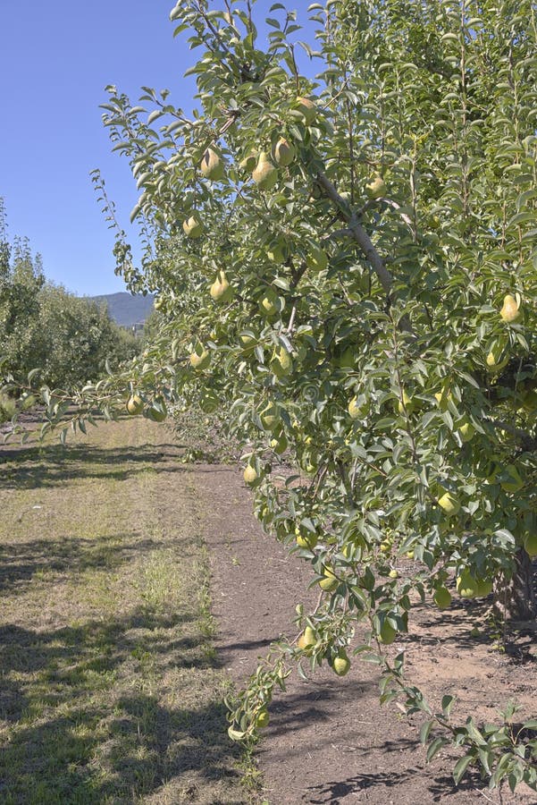 Pear Orchards in Hood River Valley Oregon. Stock Photo - Image of ...