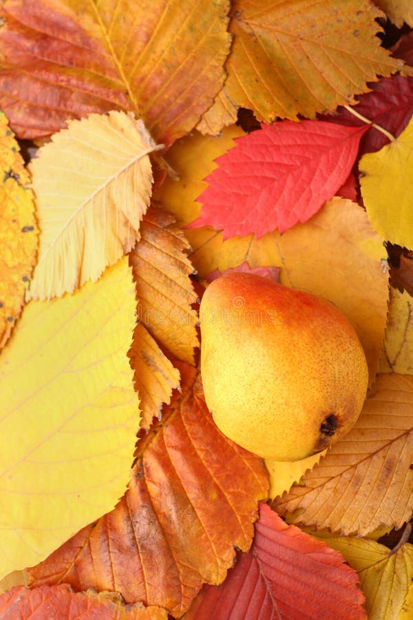 Pear over autumn leaves stock photo. Image of colors - 45117076