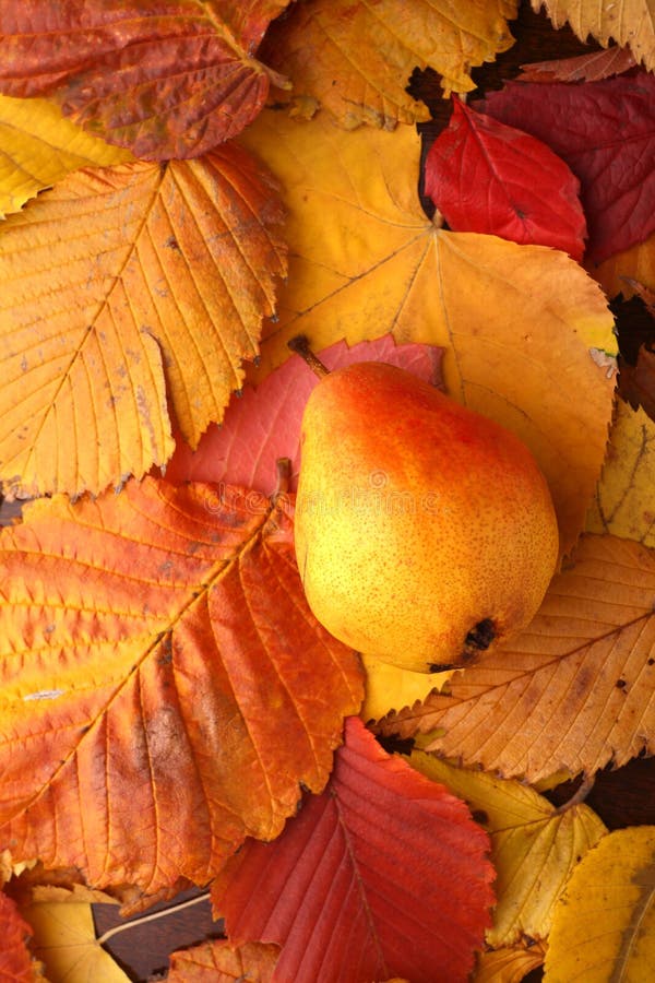 Pear over autumn leaves stock image. Image of ripe, leaves - 45117439