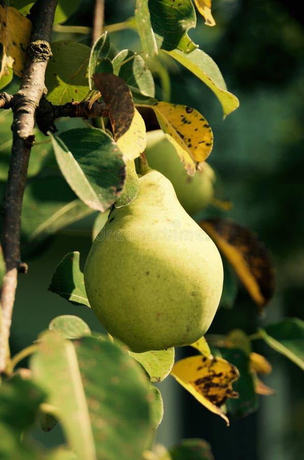 Pear stock photo. Image of pearl, peer, fruit, berry - 71449612