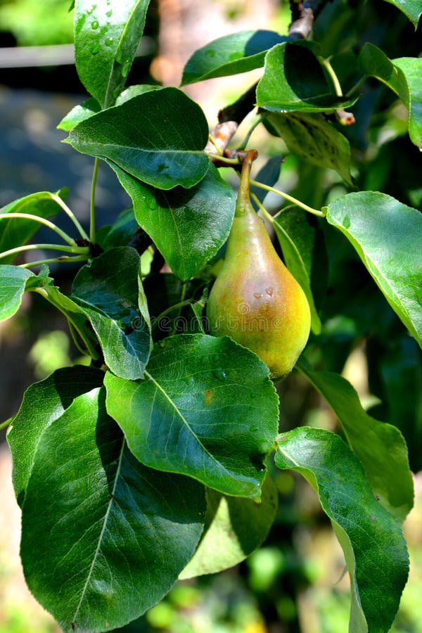 Pear in an pear tree stock image. Image of angels, cherry - 95207397
