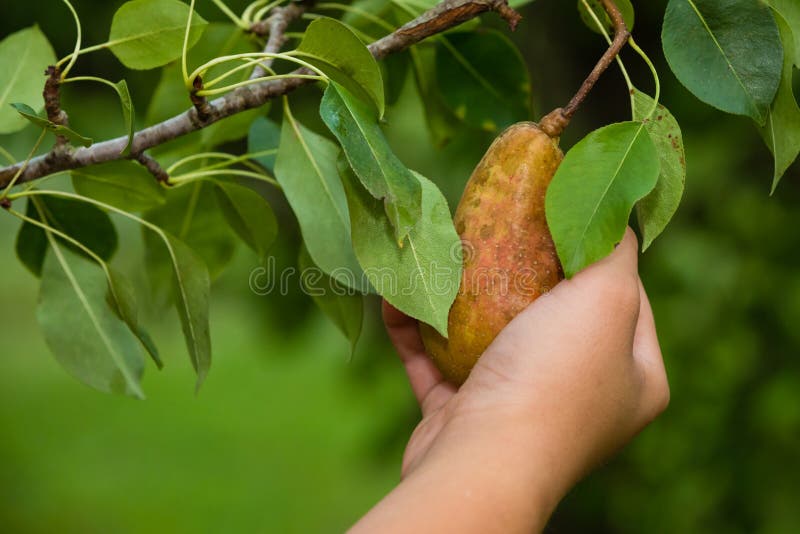 Pear Picking stock photo. Image of harvest, branch, hope - 98293584