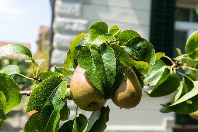 Pear Pirum Hanging from a Tree Stock Image - Image of harvest, fresh ...