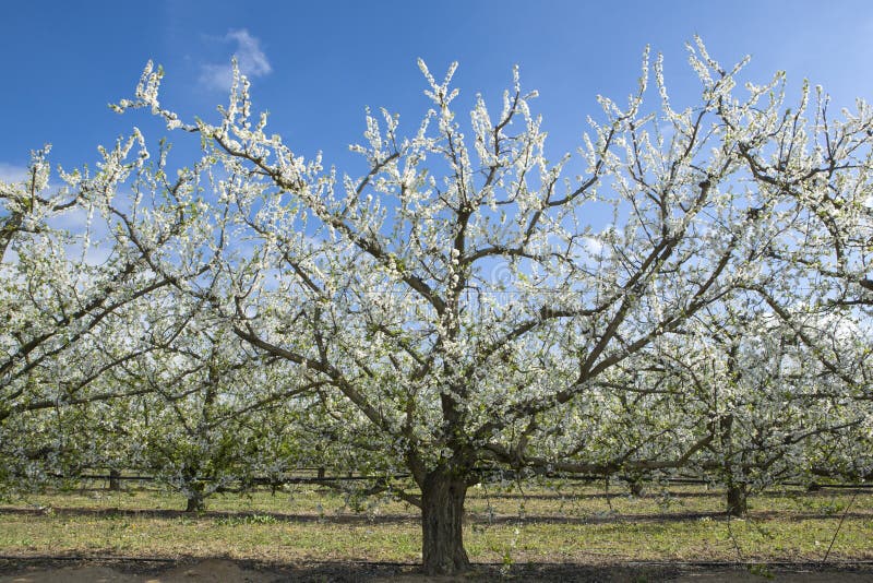 Pear Plantation Blossom, Spain Stock Image - Image of spain, blossom ...