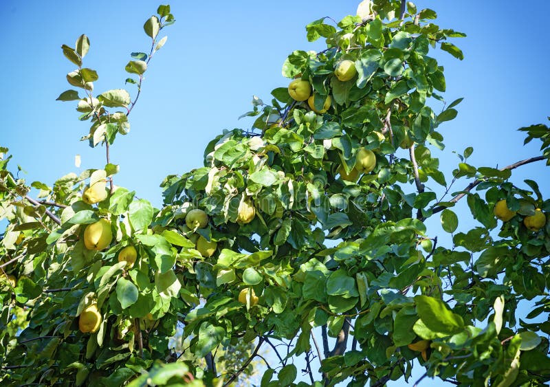 Pear quince tree stock photo. Image of sunshine, ripe - 231644106