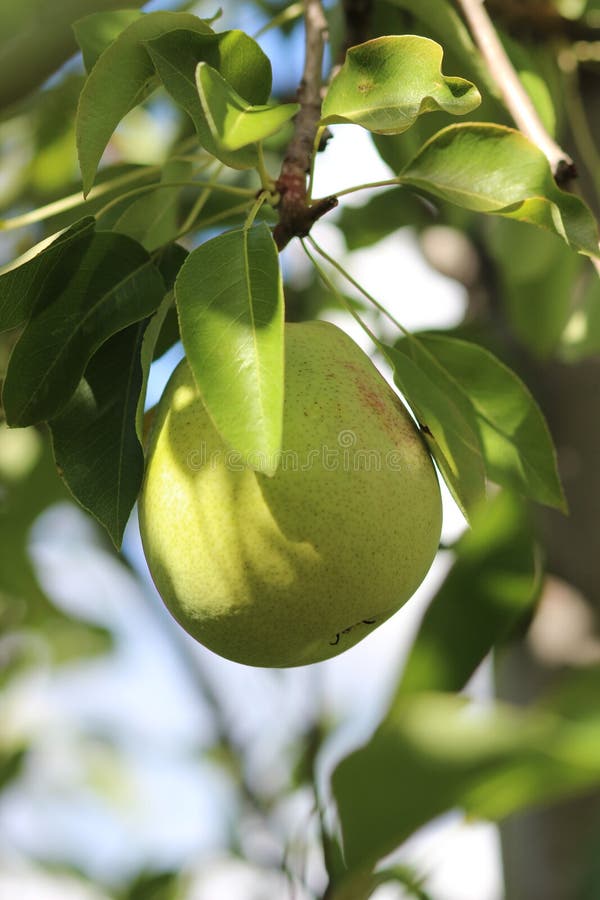 Pear stock image. Image of food, pear, agriculture, fruit - 127479181