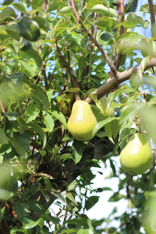 Pear stock photo. Image of agriculture, fruit, food - 127479300