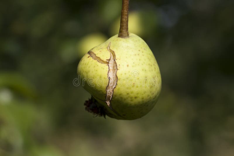 A Pear Rotting Right on the Tree Stock Photo - Image of rotting, pear ...