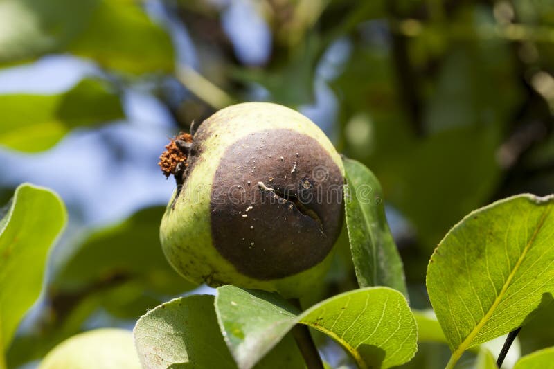 A Pear Rotting Right on the Tree Stock Image - Image of agriculture ...