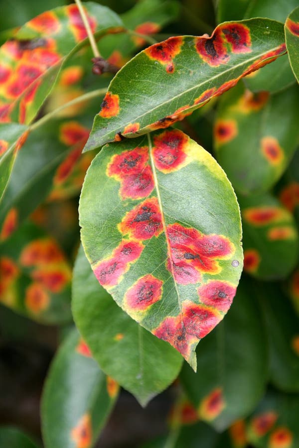 Pear rust stock photo. Image of leaves, infection, plant - 15643374