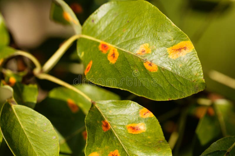Pear Rust Disease, Gymnosporangium Sabinae Stock Image - Image of ...