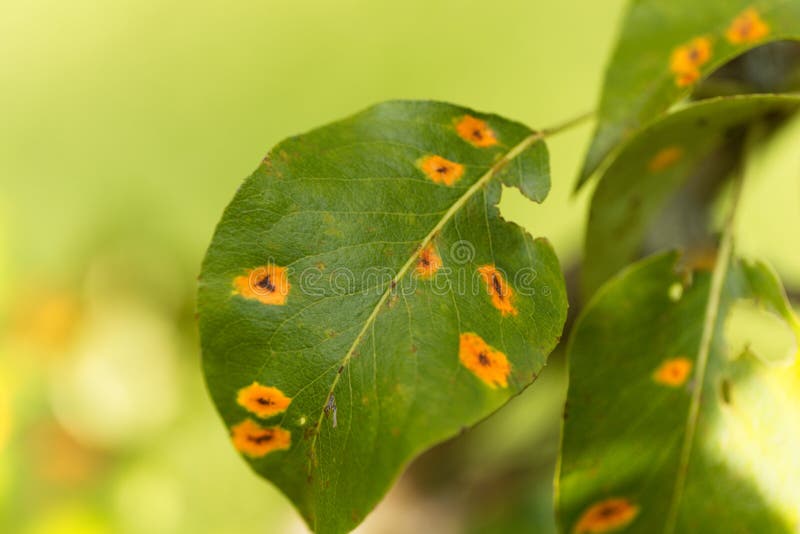 Pear rust stock photo. Image of leaves, infection, plant - 15643374