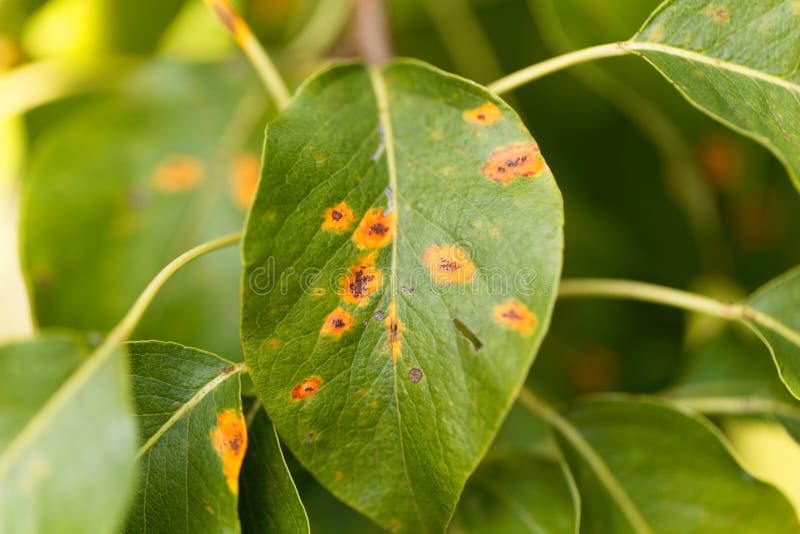 Pear rust. stock image. Image of backgrounds, disease - 99002111