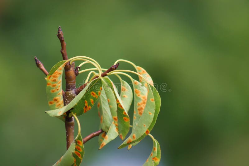 Pear Rust, a Fungal Disease that Attacks the Leaves of Pear Trees ...