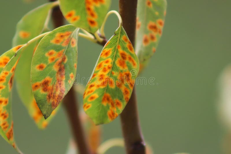 Pear Rust, a Fungal Disease that Attacks the Leaves of Pear Trees ...
