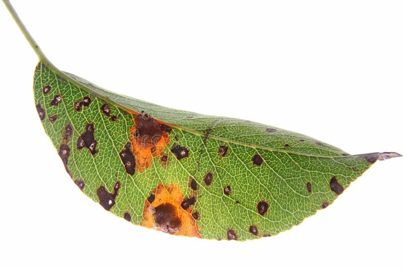 Pear rust stock photo. Image of leaves, infection, plant - 15643374