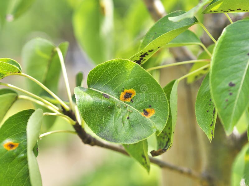 Pear rust stock photo. Image of leaves, infection, plant - 15643374