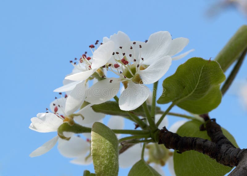 Pear s spring stock photo. Image of spring, plant, fruit - 65654238