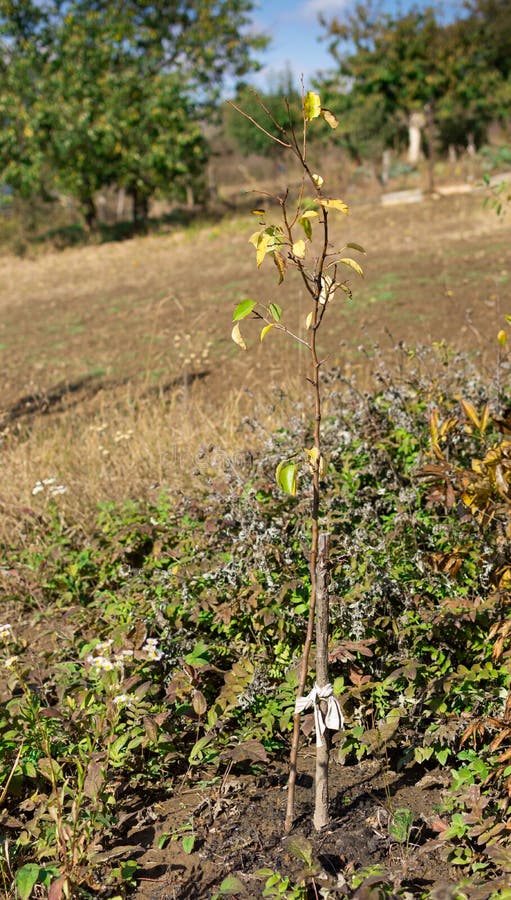 Pear Tree Seedling
