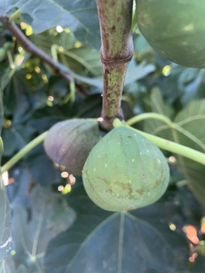 Pear Shaped in Various Colors of Fig Tree Stock Image - Image of citrus ...