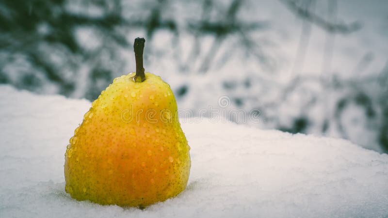 Pear Fun in the Snow stock image. Image of snow, pears - 140722783