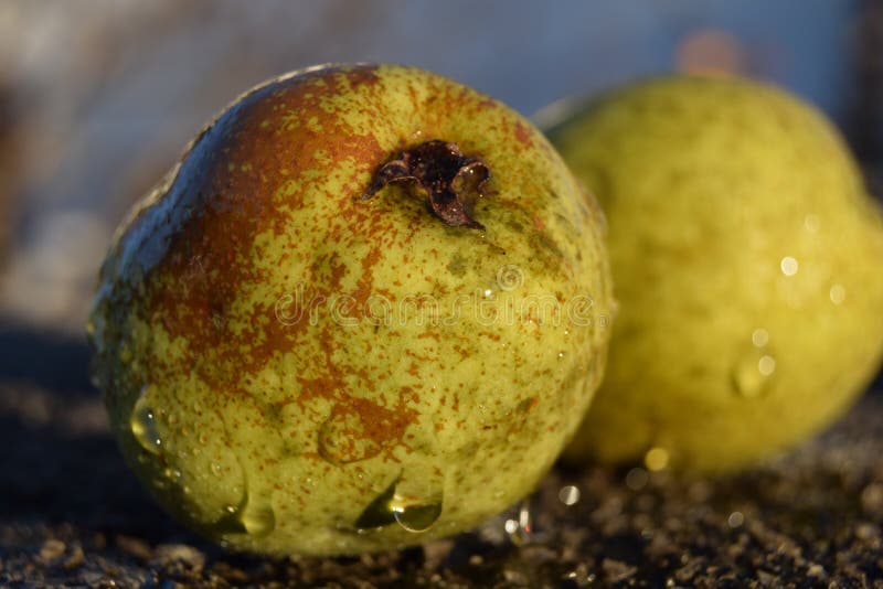 Pear Soaked in Water and Dripping on Concrete Stock Image - Image of ...