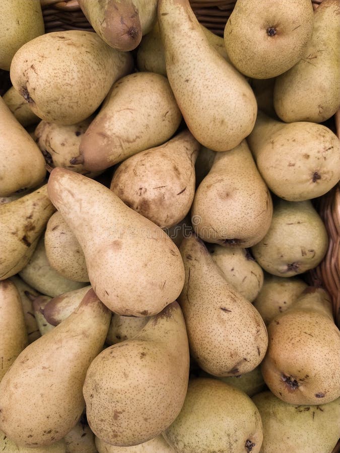 Pear Texture: Many Pears Collected in Bunkers during Harvest at the ...
