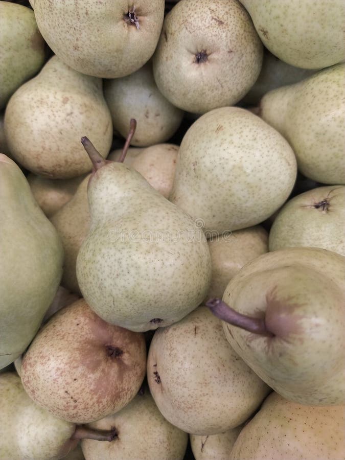 Pear Texture: Many Pears Collected in Bunkers during Harvest at the ...