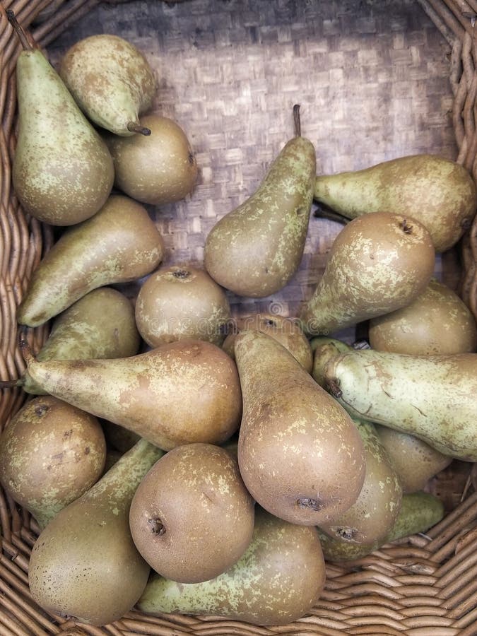 Pear Texture: Many Pears Collected in Bunkers during Harvest at the ...