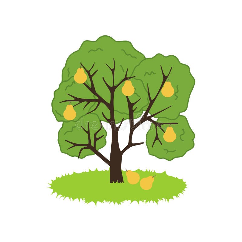 Pear tree stock vector. Illustration of lush, pattern - 15259625