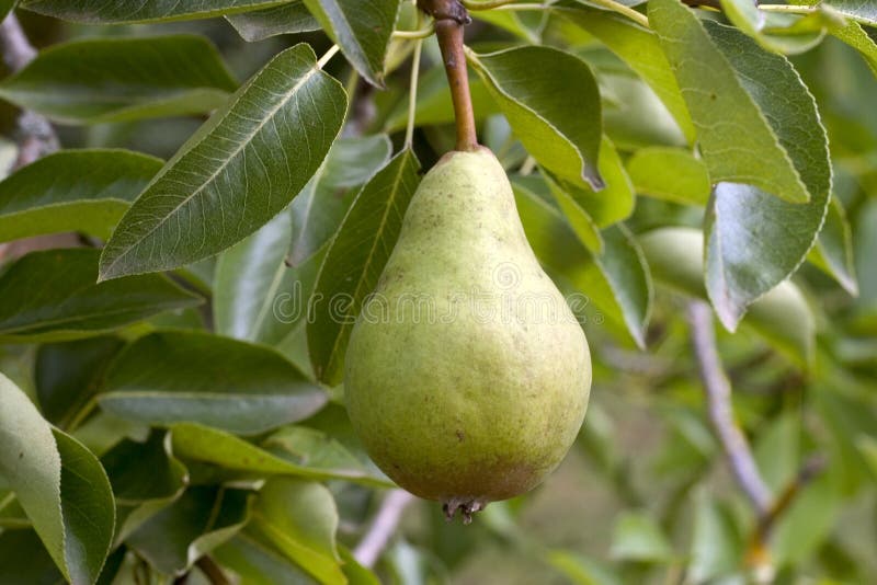 Pear tree stock image. Image of closeup, cultivate, brown - 1285955