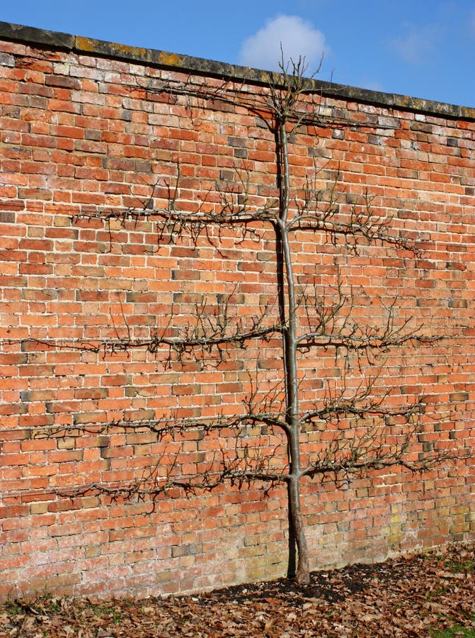 A Pear Tree Espaliered into a Cordon Stock Image - Image of ...
