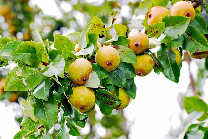 Pear tree stock photo. Image of food, fruity, garden - 16247782