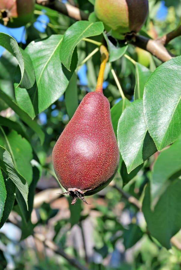 Pear tree stock photo. Image of pick, nutrition, healthy - 19168726