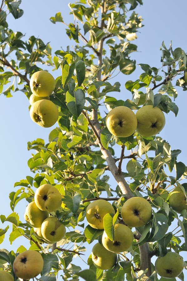 Green Apples on an Apple-tree Branch Stock Image - Image of agriculture ...