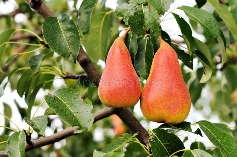 Pear tree. stock image. Image of green, tree, group, blue - 23330405