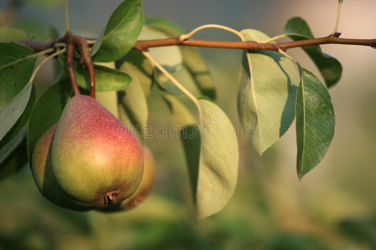 Pear on a tree stock photo. Image of lifestyle, farm, juicy - 2416692