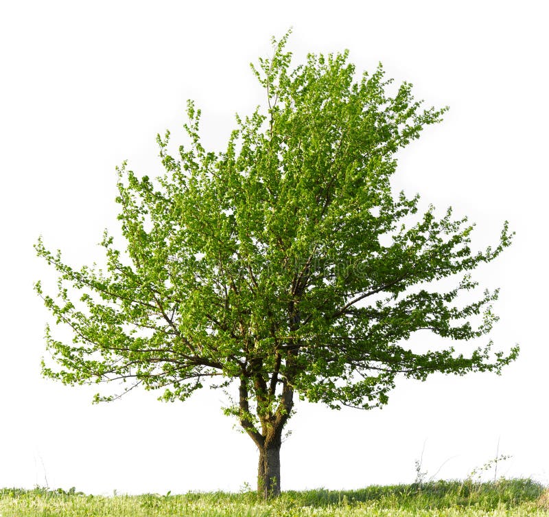 Green Sapling of Apple Tree Stock Photo - Image of develop, ecology ...
