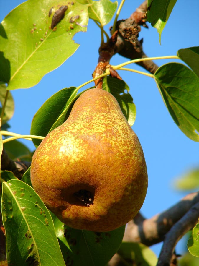 Nashi pear on the tree stock photo. Image of pyrus, pear - 34246604