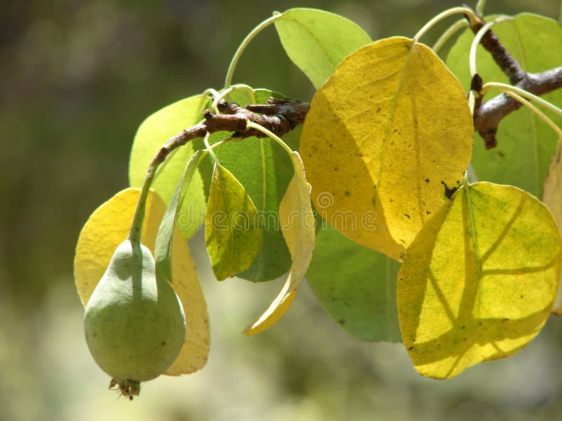Pear tree in autumn stock photo. Image of selective - 179083380